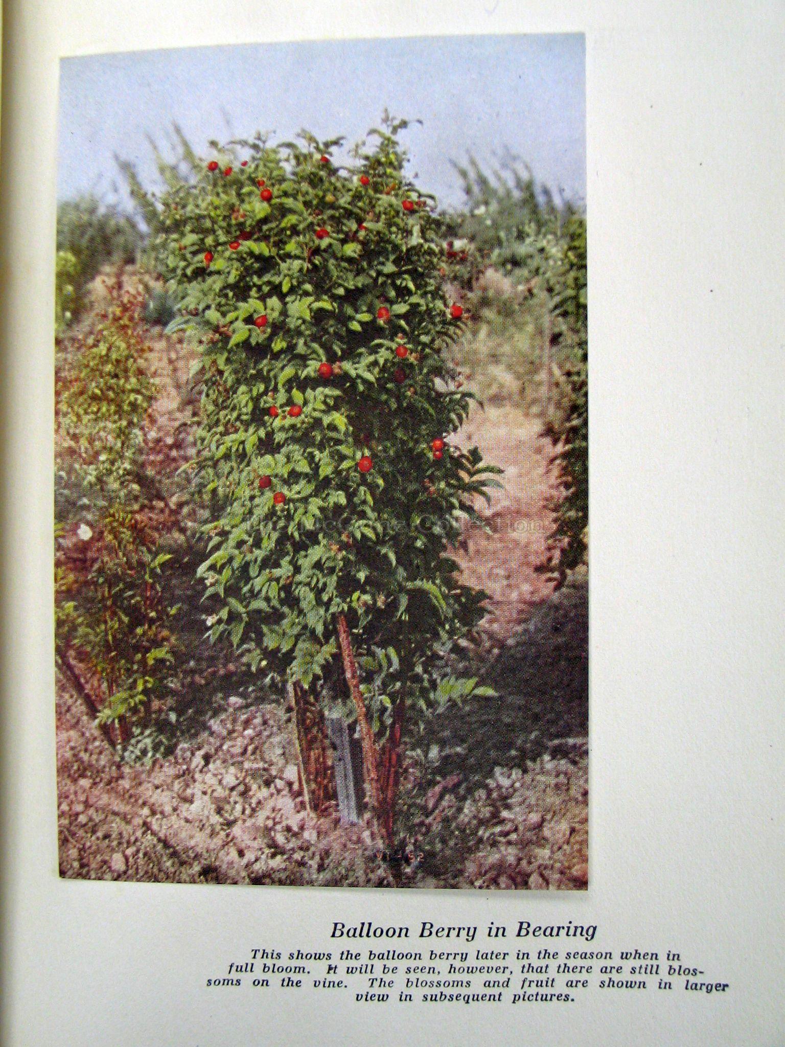 Luther Burbank. His Methods and Discoveries. Vol. VI. • The McCune ...